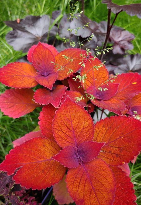 25 Colorful Coleus Plant Varieties to Set Your Garden or Home Ablaze