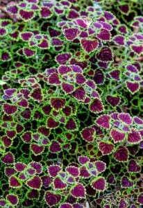 25 Colorful Coleus Plant Varieties to Set Your Garden or Home Ablaze