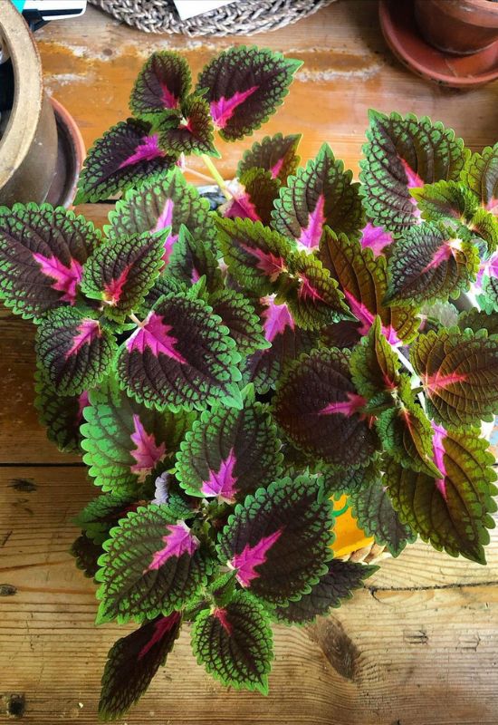 25 Colorful Coleus Plant Varieties to Set Your Garden or Home Ablaze