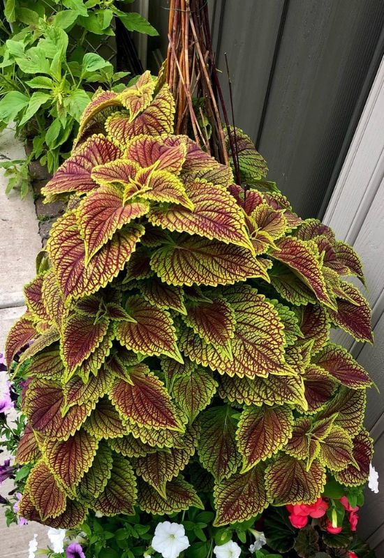 25 Colorful Coleus Plant Varieties to Set Your Garden or Home Ablaze