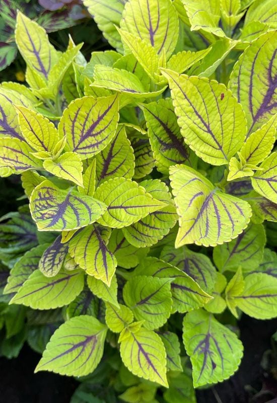 25 Colorful Coleus Plant Varieties to Set Your Garden or Home Ablaze