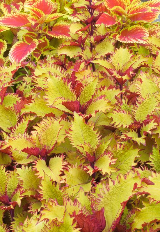 25 Colorful Coleus Plant Varieties to Set Your Garden or Home Ablaze