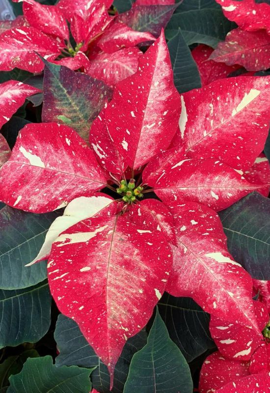 25 Poinsettia Varieties That Add Christmas Vibes to Your Winter Home