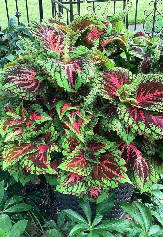 25 Colorful Coleus Plant Varieties to Set Your Garden or Home Ablaze
