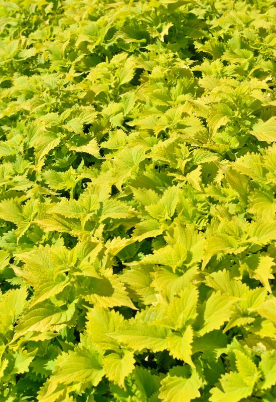 25 Colorful Coleus Plant Varieties to Set Your Garden or Home Ablaze