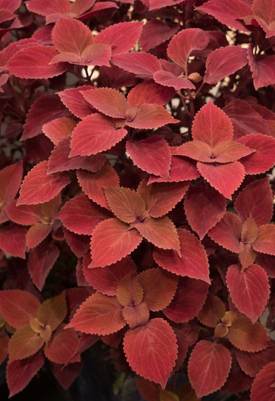 25 Colorful Coleus Plant Varieties to Set Your Garden or Home Ablaze