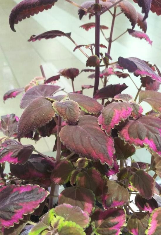 25 Colorful Coleus Plant Varieties to Set Your Garden or Home Ablaze
