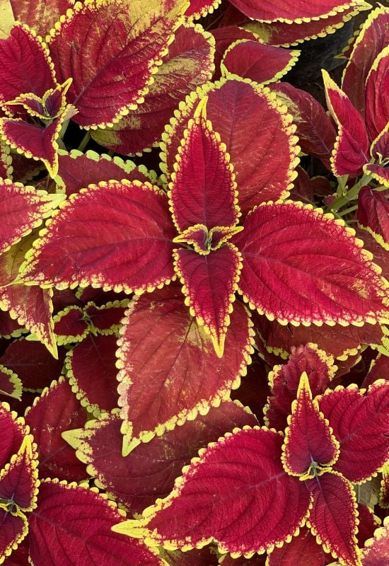 25 Colorful Coleus Plant Varieties to Set Your Garden or Home Ablaze