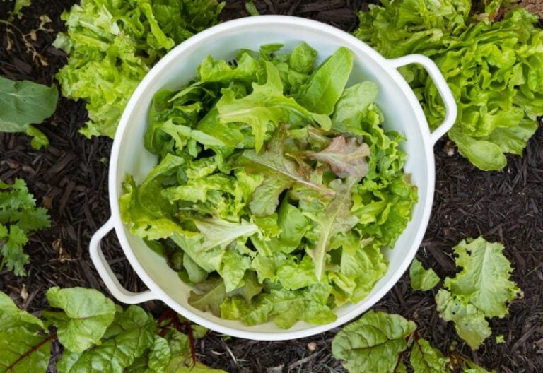 Harvesting Lettuce to Keep It Growing : 5 Essential Tips for a Longer ...
