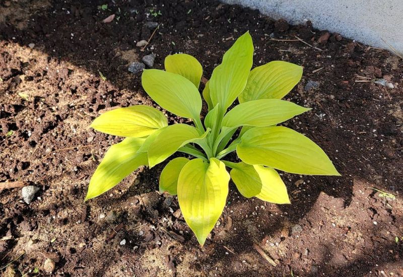 Best Sun-Tolerant Hosta Varieties and Expert Growing Tips