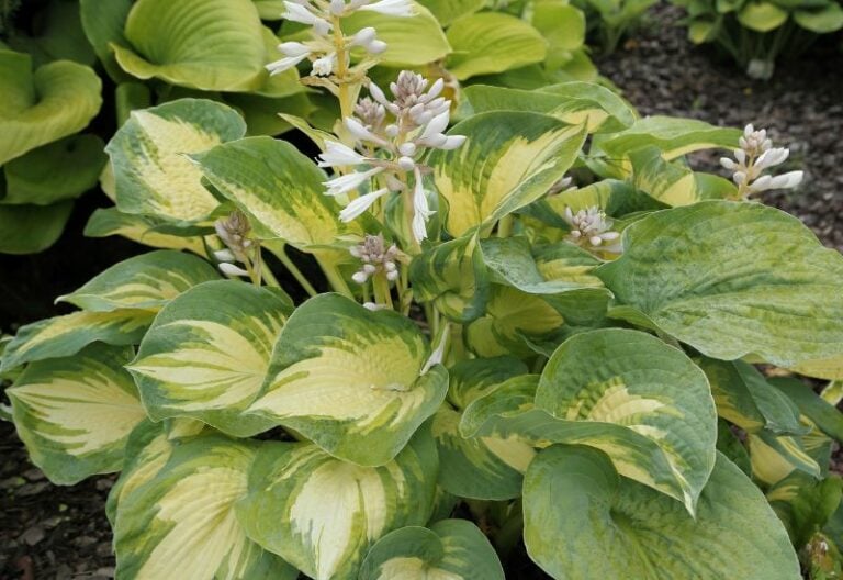 Best Sun-Tolerant Hosta Varieties and Expert Growing Tips