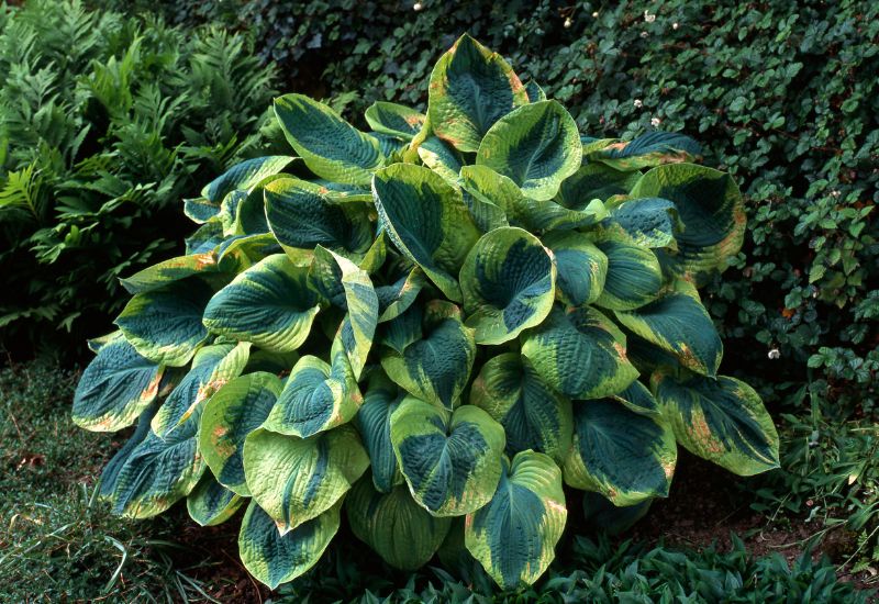 Best Sun-Tolerant Hosta Varieties and Expert Growing Tips