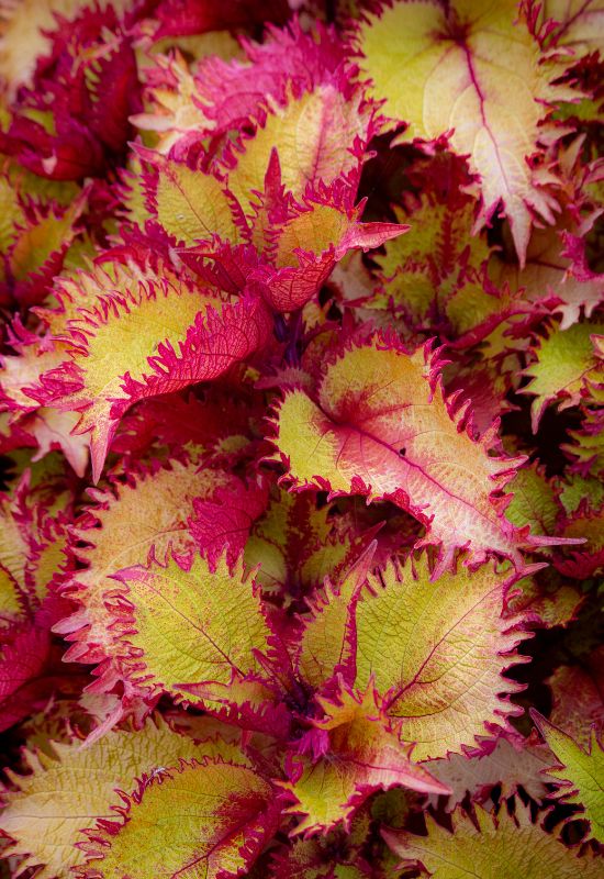 25 Colorful Coleus Plant Varieties to Set Your Garden or Home Ablaze