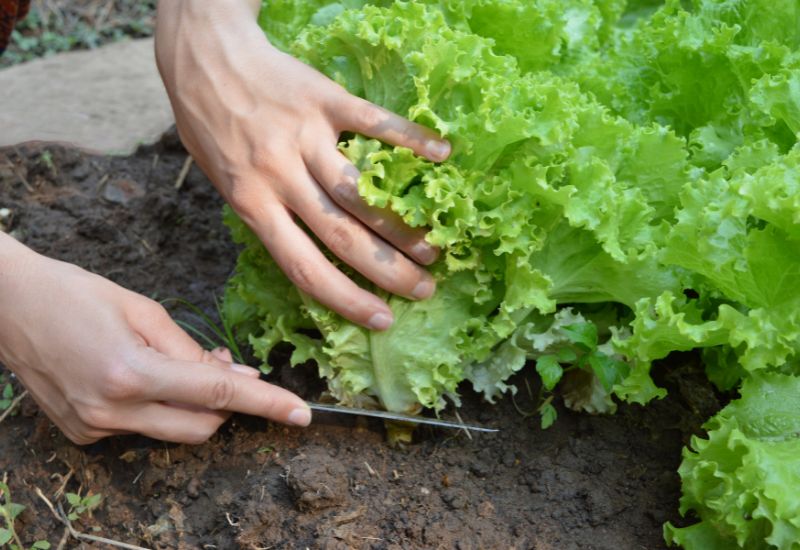 Harvesting Lettuce to Keep It Growing : 5 Essential Tips for a Longer ...