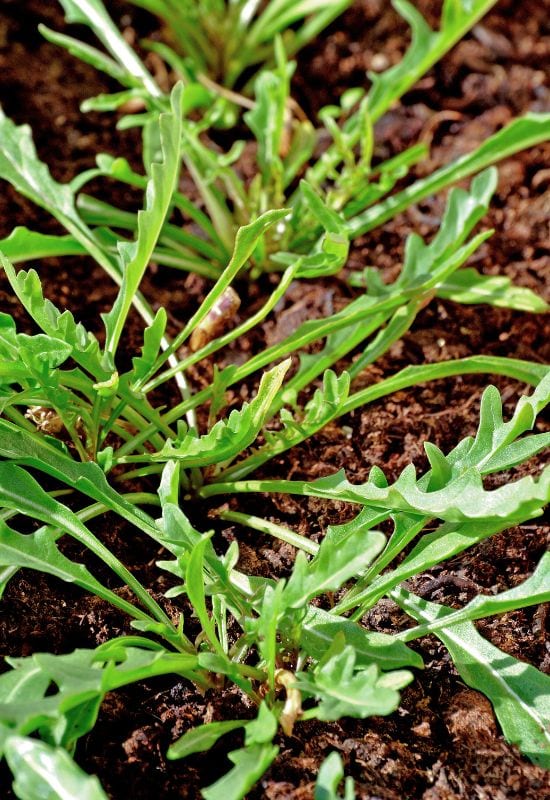 10 Exotic Arugula Varieties to Jazz Up Your Garden and Salads