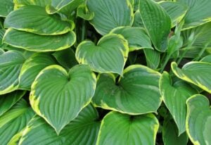 Best Sun-Tolerant Hosta Varieties and Expert Growing Tips
