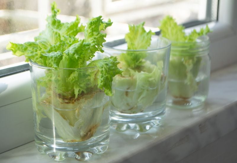 Harvesting Lettuce to Keep It Growing : 5 Essential Tips for a Longer ...