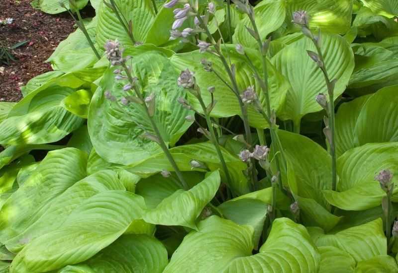 Best Sun-Tolerant Hosta Varieties and Expert Growing Tips