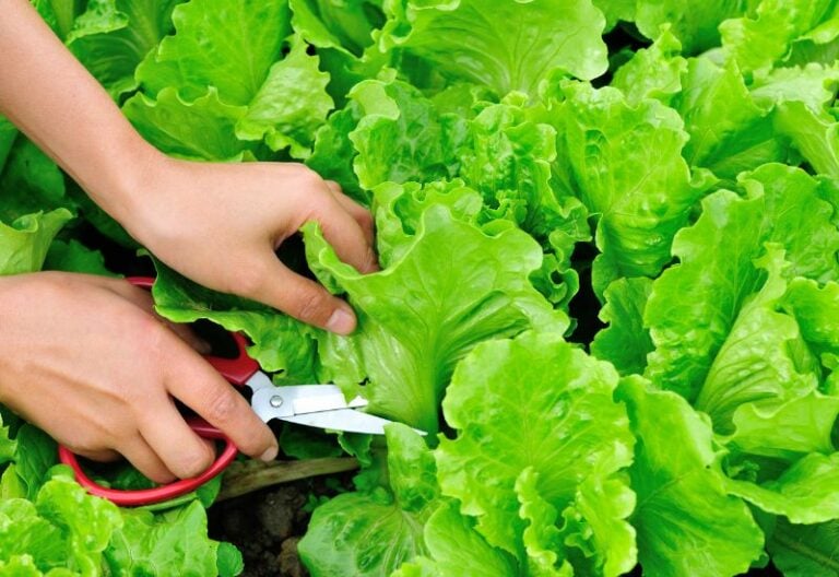 Harvesting Lettuce to Keep It Growing : 5 Essential Tips for a Longer ...