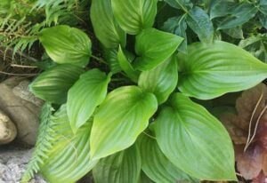 Best Sun-Tolerant Hosta Varieties and Expert Growing Tips