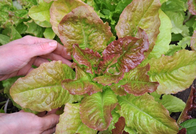 Harvesting Lettuce to Keep It Growing : 5 Essential Tips for a Longer ...