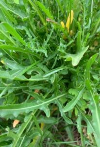 10 Exotic Arugula Varieties to Jazz Up Your Garden and Salads