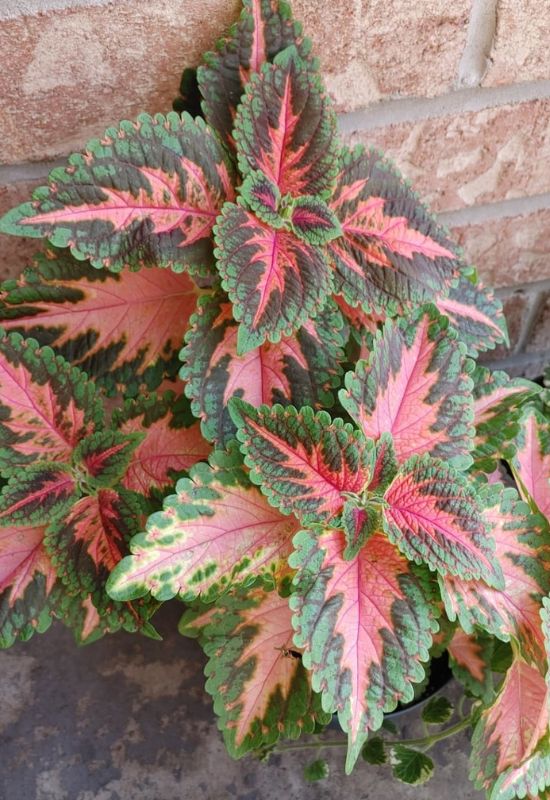 25 Colorful Coleus Plant Varieties to Set Your Garden or Home Ablaze