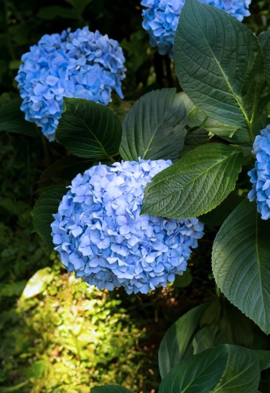 15 Stunning Blue Hydrangea Varieties and How to Maintain the Original Hue