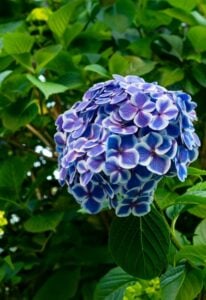 15 Stunning Blue Hydrangea Varieties and How to Maintain the Original Hue