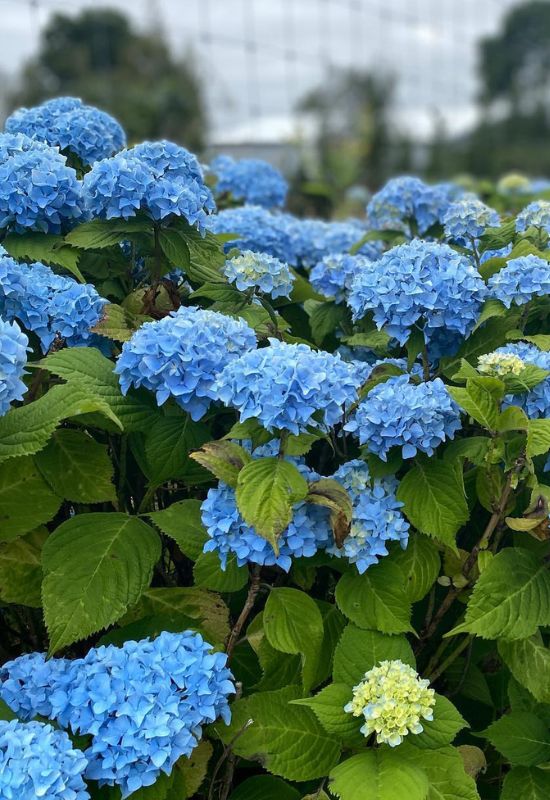 15 Stunning Blue Hydrangea Varieties and How to Maintain the Original Hue