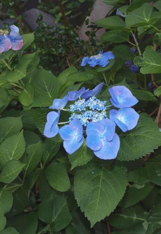 15 Stunning Blue Hydrangea Varieties and How to Maintain the Original Hue