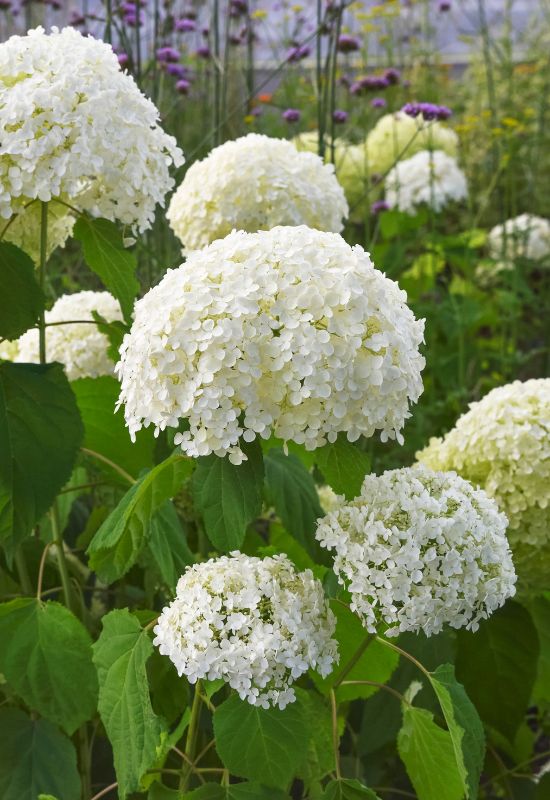 12 White Flowered Hydrangea Varieties for a Garden of Tranquility