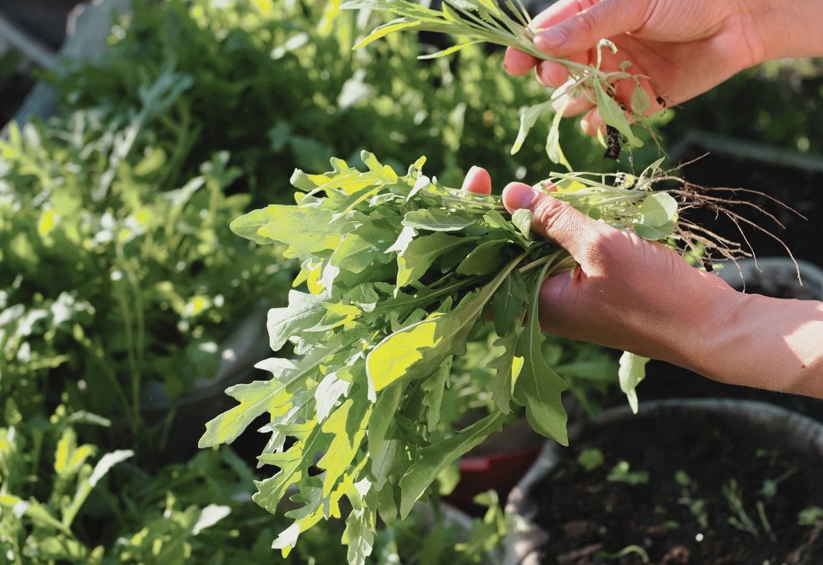 10 Exotic Arugula Varieties to Jazz Up Your Garden and Salads