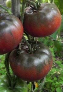 13 Black and Almost-Black Tomato Varieties You Must Grow