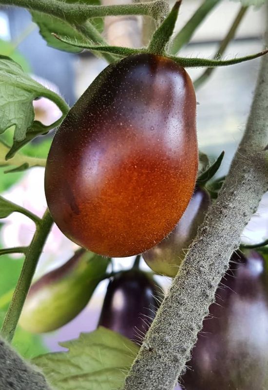 13 Black and Almost-Black Tomato Varieties You Must Grow