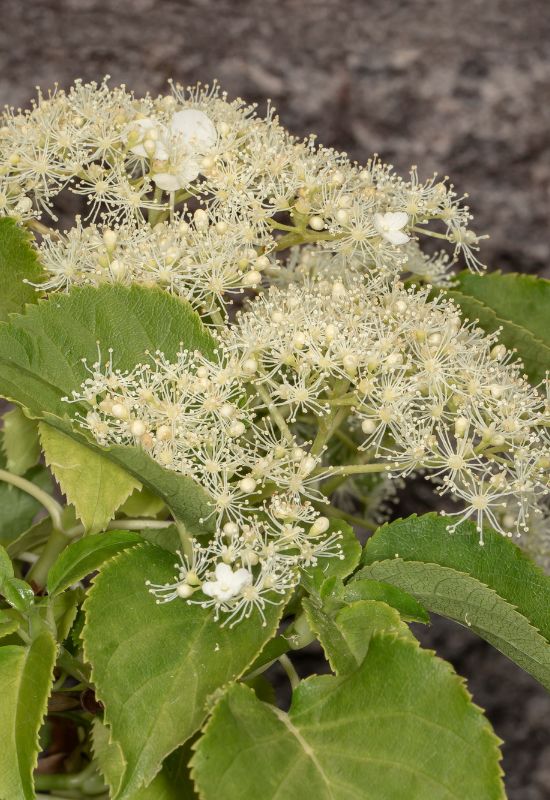 12 White Flowered Hydrangea Varieties for a Garden of Tranquility
