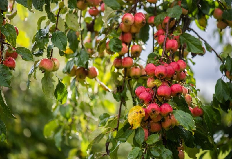 18 Must-Plant Trees to Line Your Driveway for Year-Round Beauty