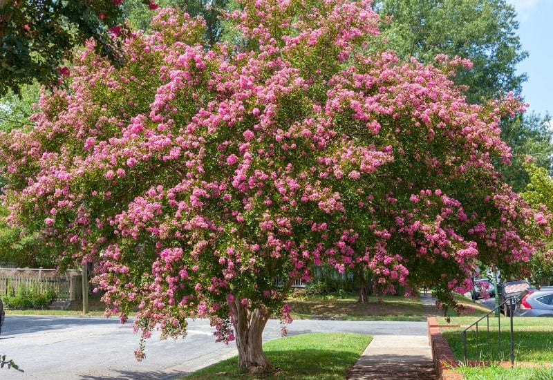 18 Must-Plant Trees to Line Your Driveway for Year-Round Beauty