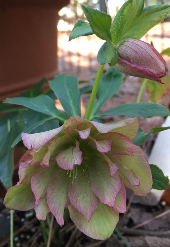 Types of Hellebores:16 Striking Varieties Bringing Color to Cold Days
