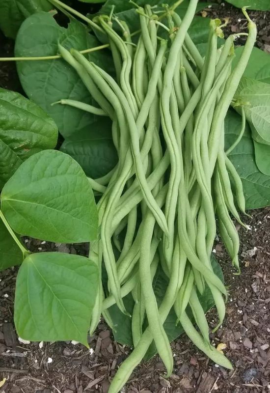 11 Must-Grow Pole Bean Varieties and Expert Growing Tips