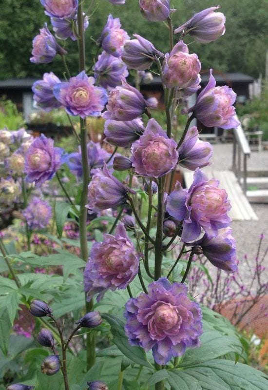 16 Delphinium Varieties for Vertical Elegance and Striking Garden Appeal