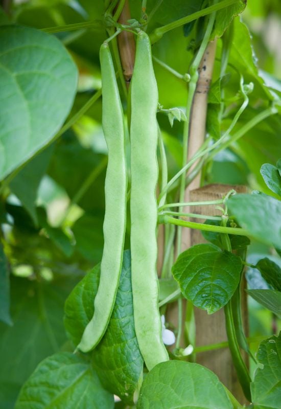 11 Must-Grow Pole Bean Varieties and Expert Growing Tips