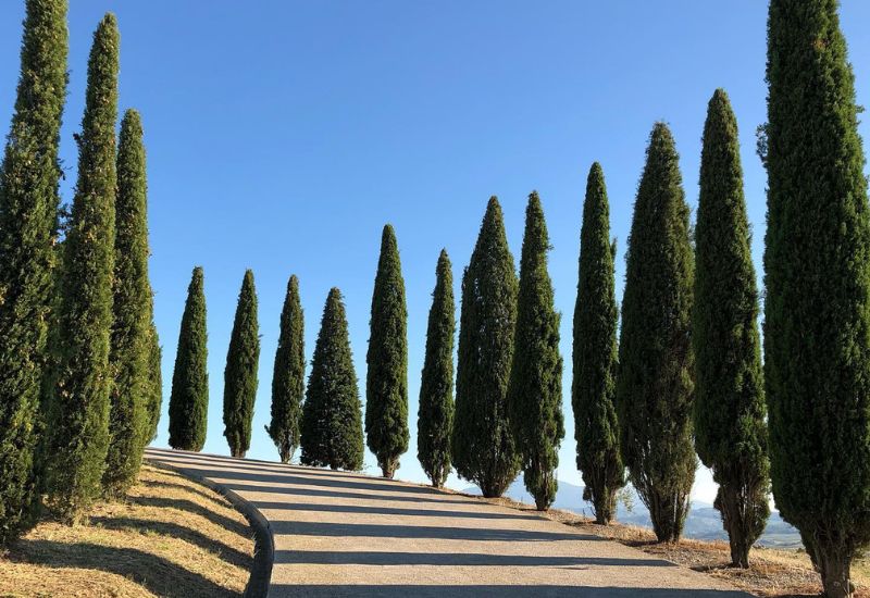 18 Must-Plant Trees to Line Your Driveway for Year-Round Beauty