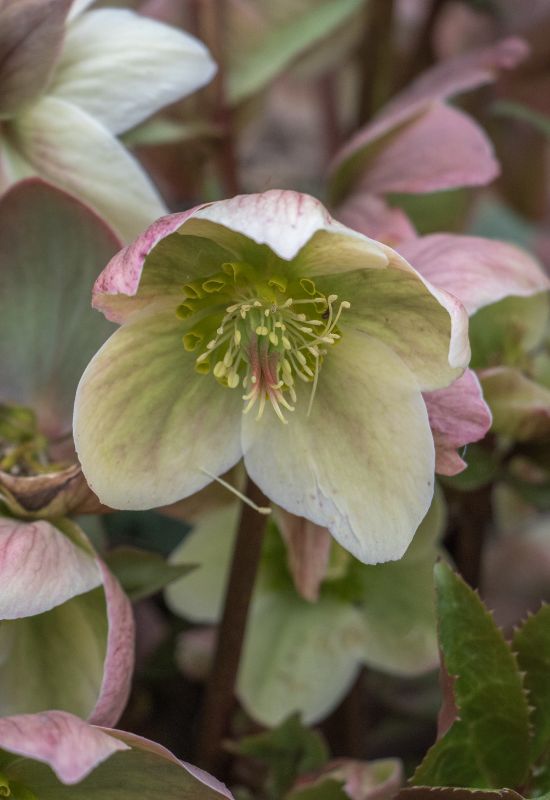 Types of Hellebores:16 Striking Varieties Bringing Color to Cold Days