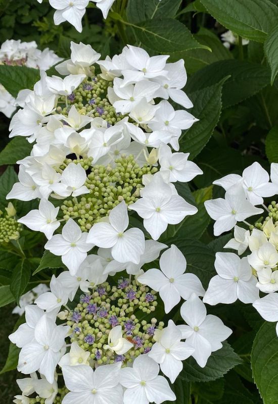 12 White Flowered Hydrangea Varieties for a Garden of Tranquility
