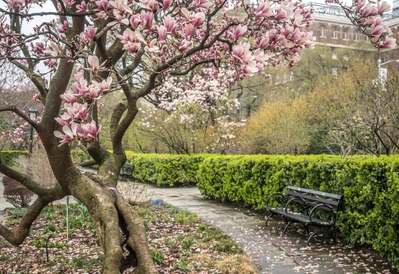 18 Must-Plant Trees to Line Your Driveway for Year-Round Beauty