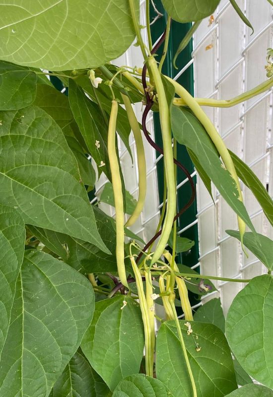 11 Must-Grow Pole Bean Varieties and Expert Growing Tips