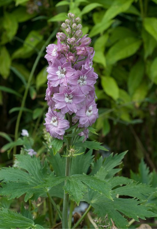 16 Delphinium Varieties for Vertical Elegance and Striking Garden Appeal