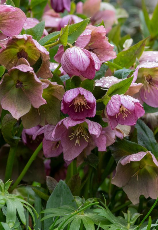 Types of Hellebores:16 Striking Varieties Bringing Color to Cold Days