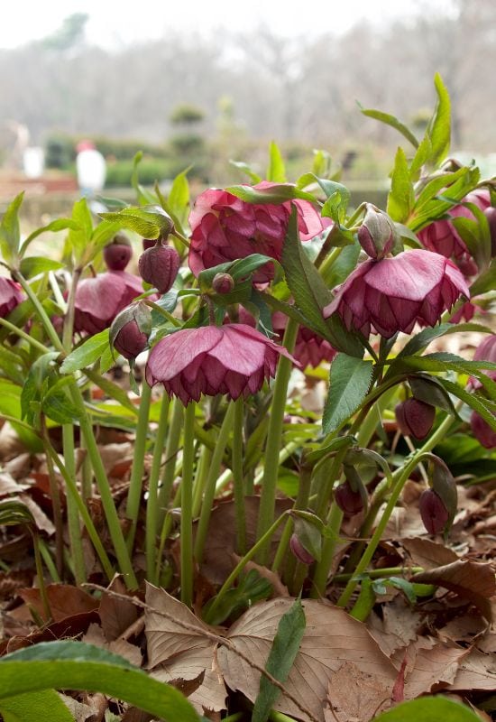 Types of Hellebores:16 Striking Varieties Bringing Color to Cold Days